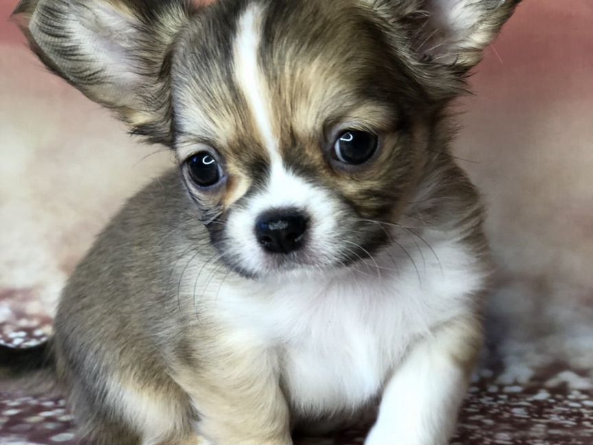 Щенки чихуахуа