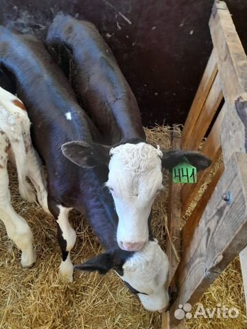 Телята породистые с доставкой