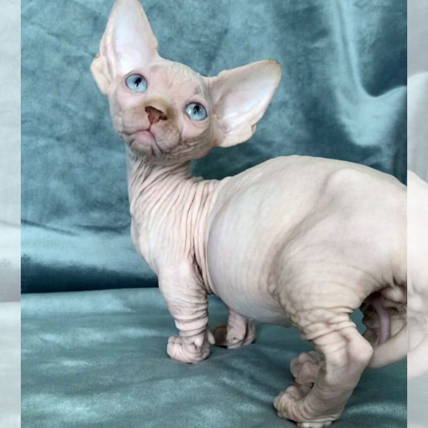 Канадский сфинкс (бамбино )