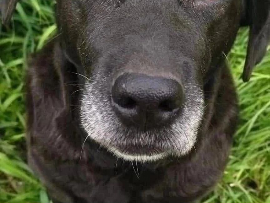 Собака в добрые руки