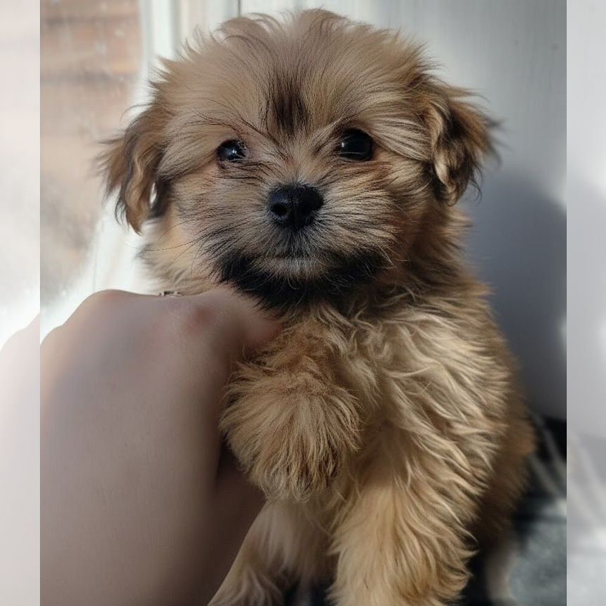 Мальтипу, щенок