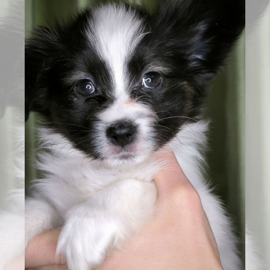 Континентальный той-спаниель папильон, щенок