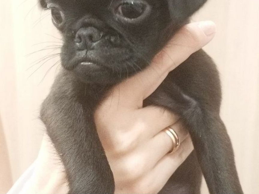 Щенки пти брабансона