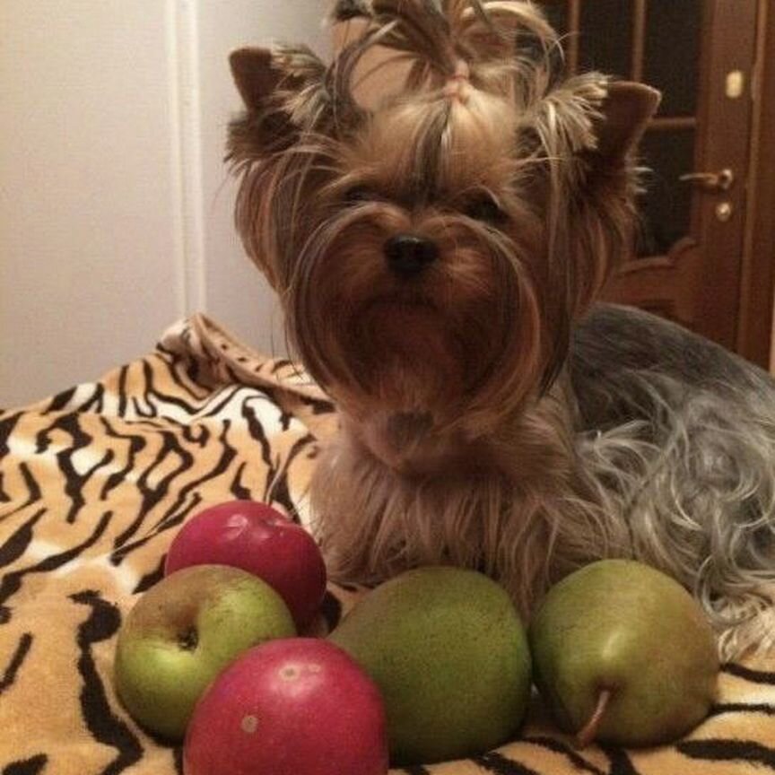 Йоркширский терьер