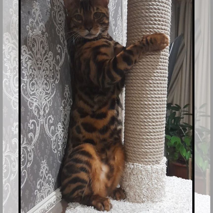 Вязка с котом
