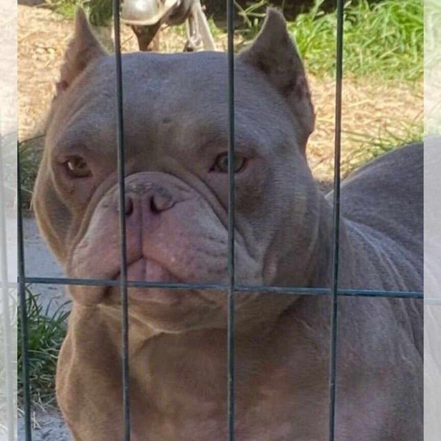 Американский булли, взрослая собака