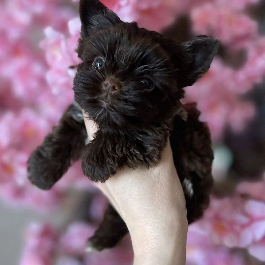 Шоколадные щенки йорка