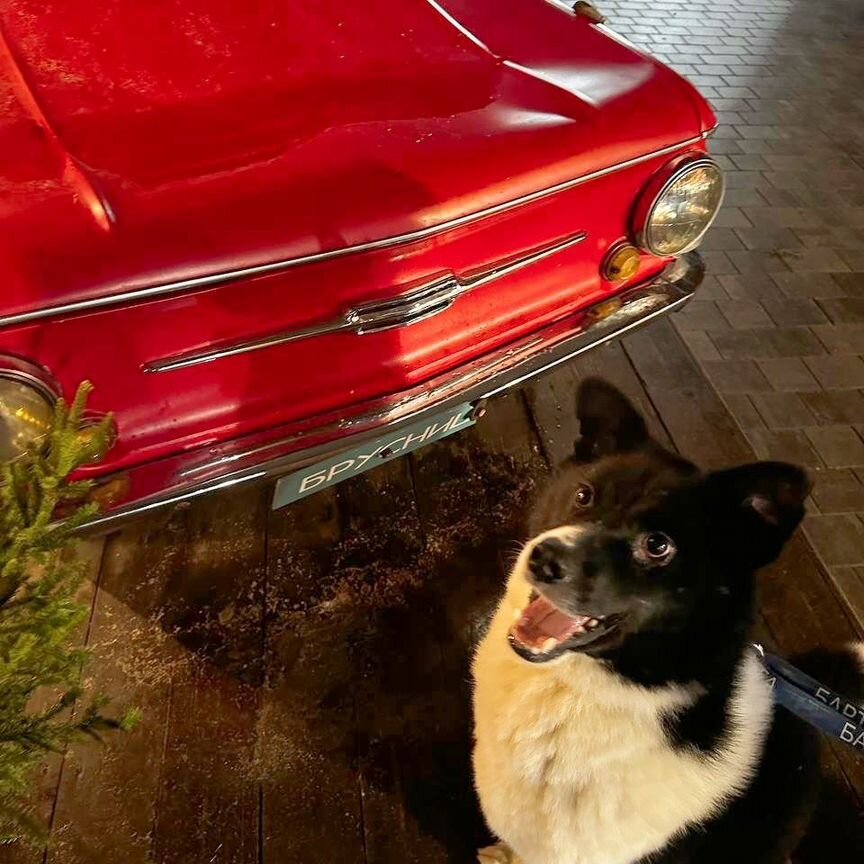 Альп ищет дом