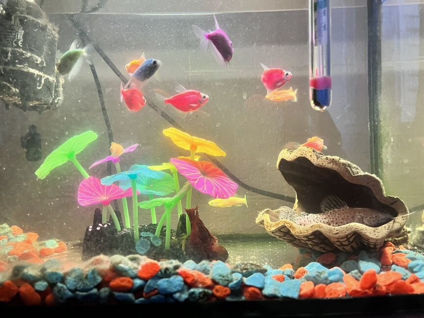 Аквариум с рыбами