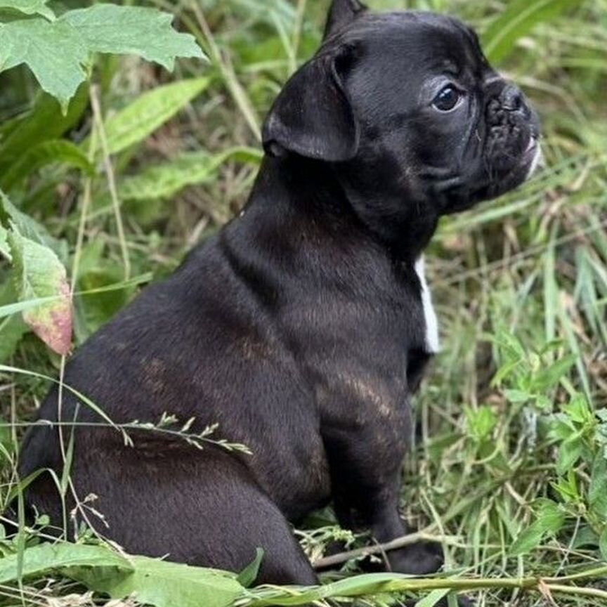 Французские булочки