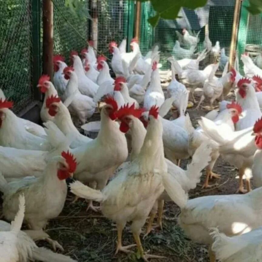 Куры несушки