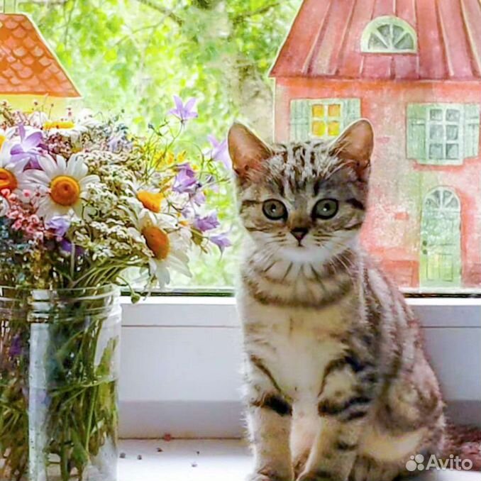Шотландская Клубная кошечка Аннабель
