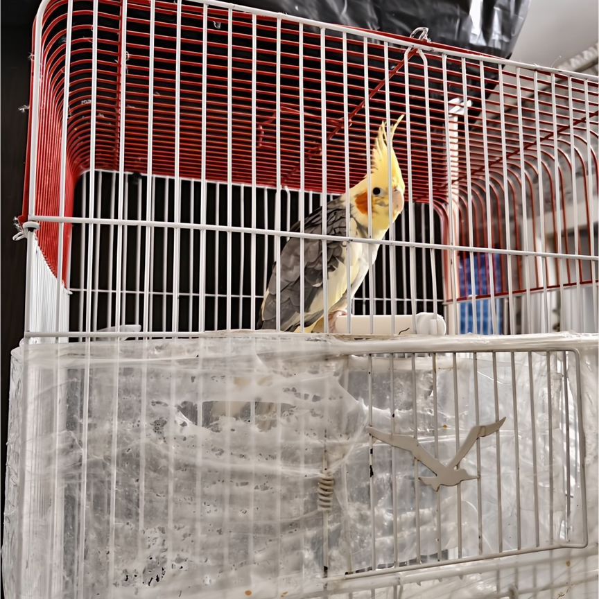 Попугай корелла