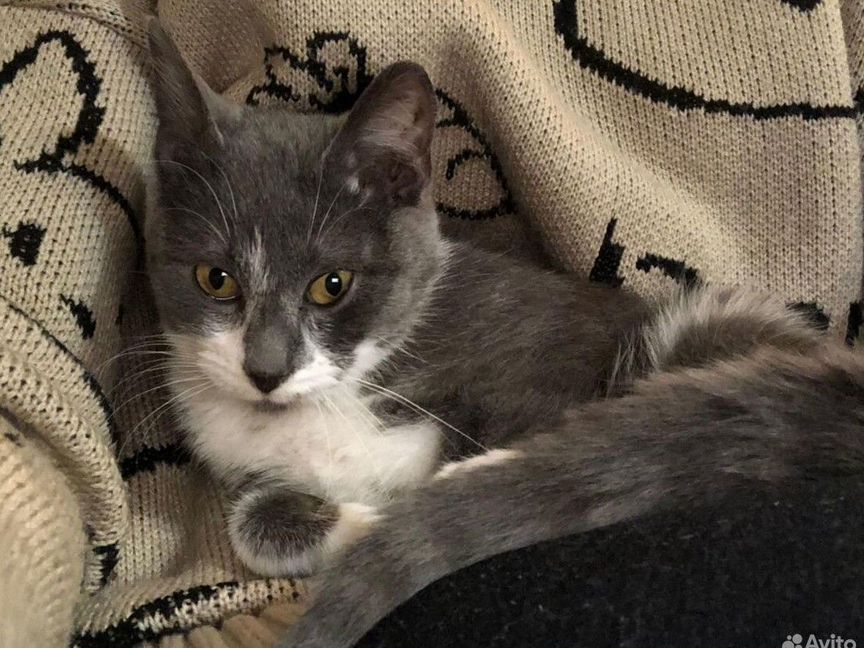 Котёнок Шалфей, 6 месяцев, в добрые руки