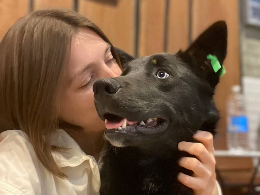 Дрессированная хаски + овчарка в добрые руки