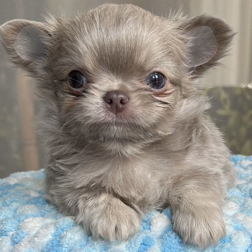 Чихуахуа, щенок