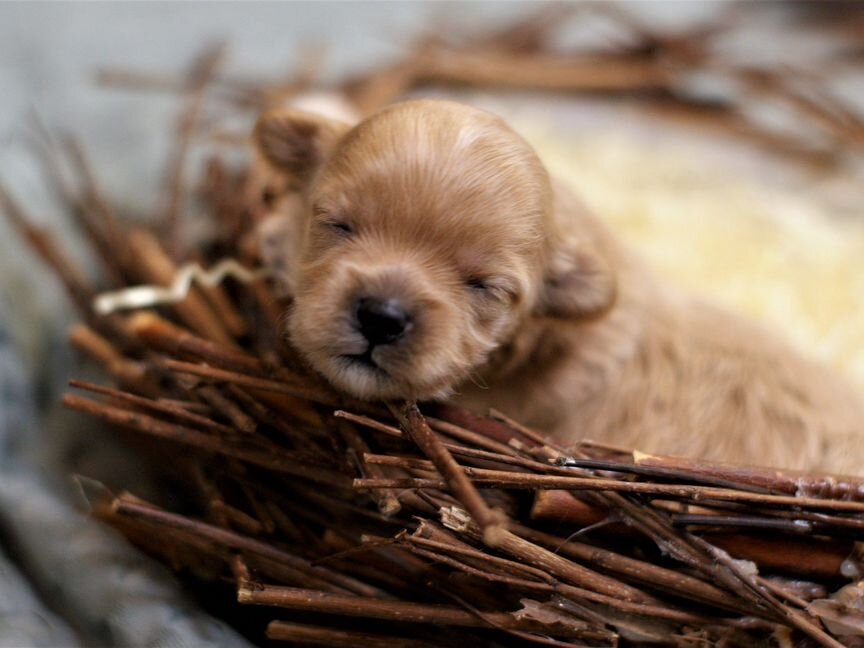 Мальтипу f1 micro