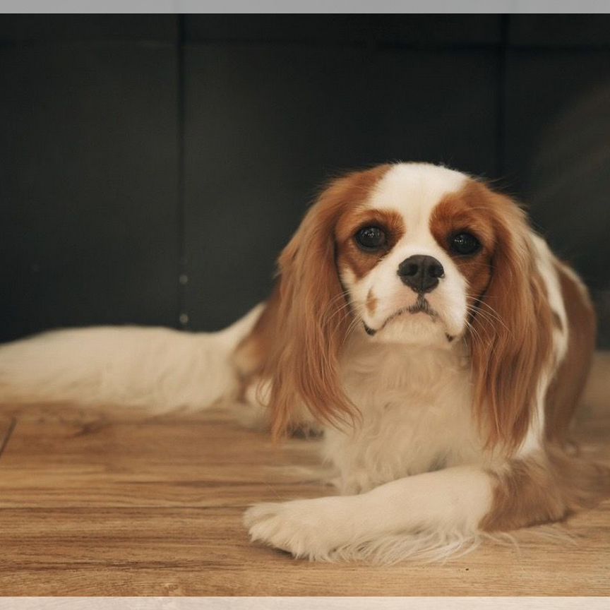 Кавалер кинг-чарльз-спаниель, взрослая собака