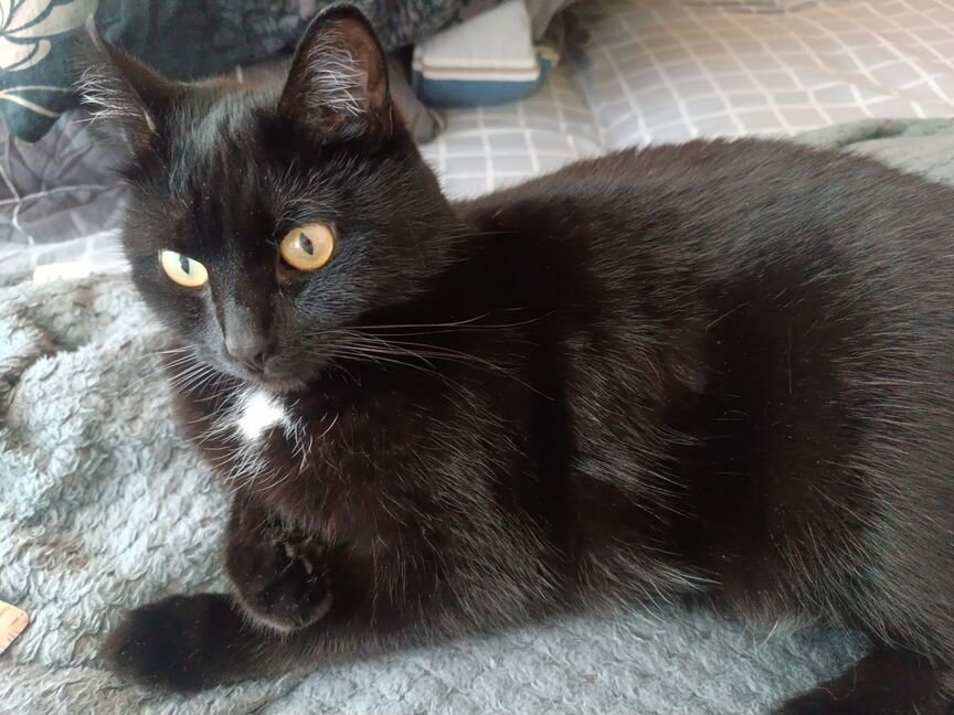 Кот