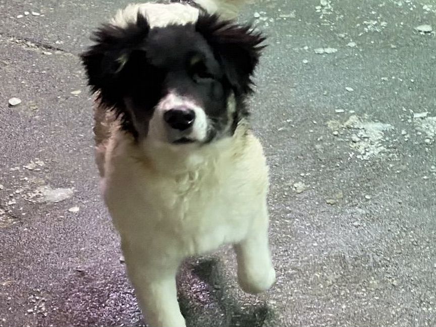 Щенок один на улице