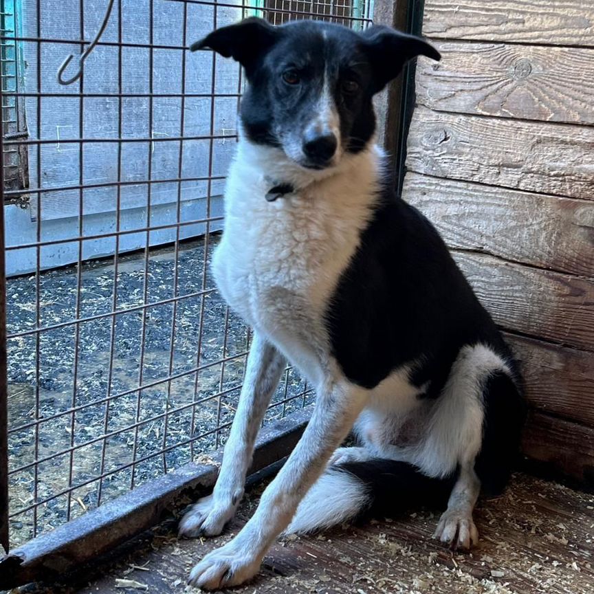 Взрослый пёс в добрые руки