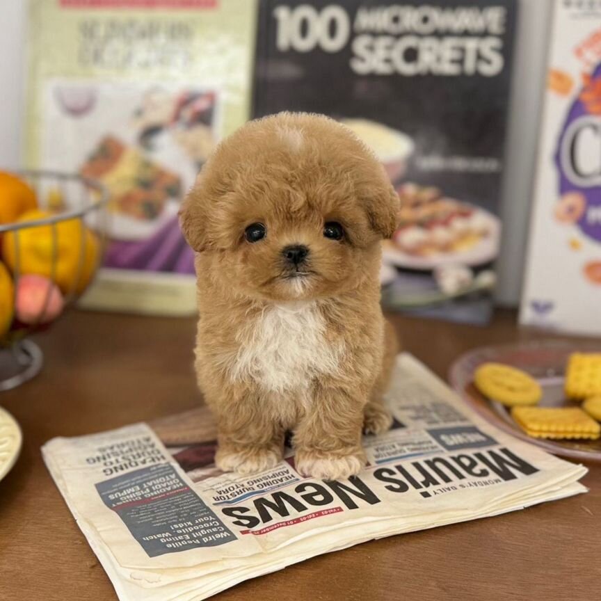 Мальтипу Микро из Кореи