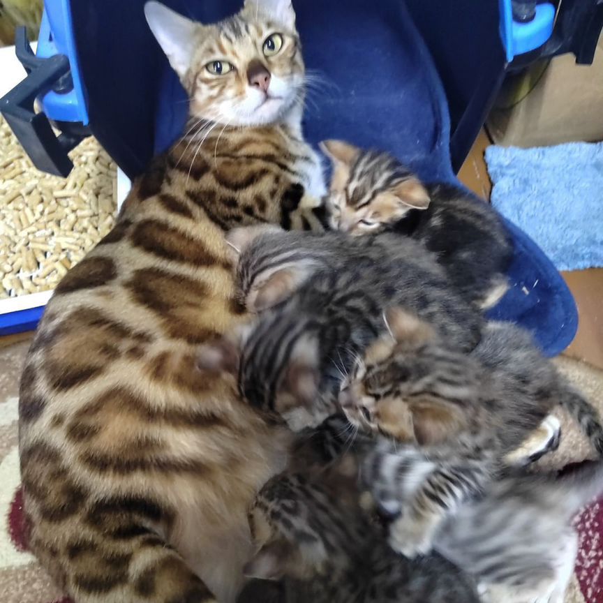 Бенгальская