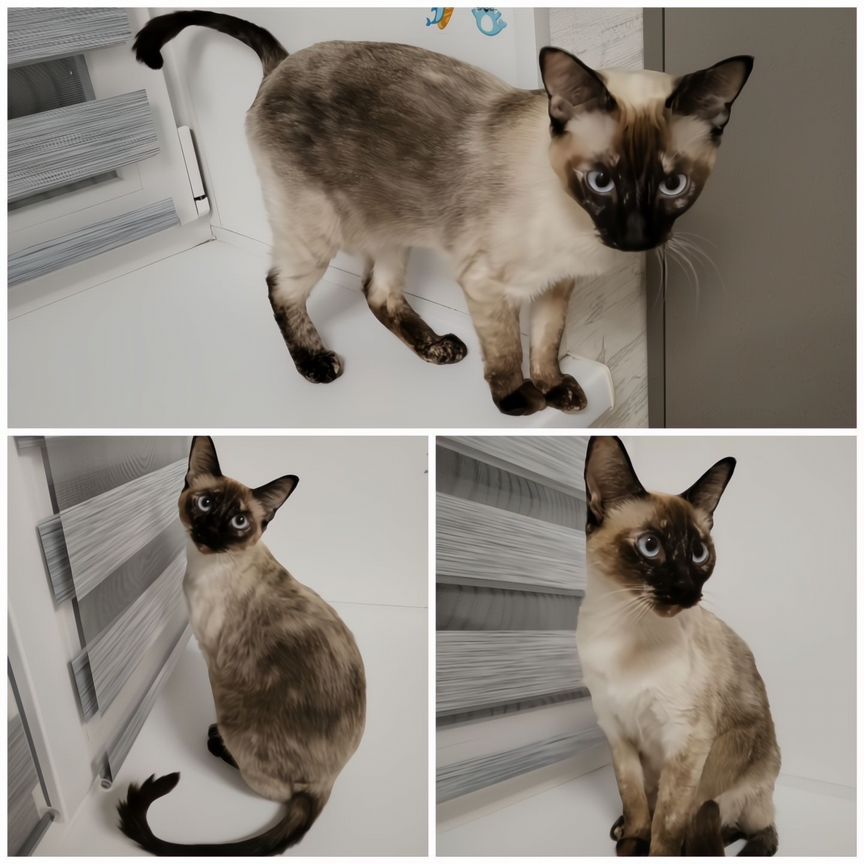 Взрослая кошка в добрые руки