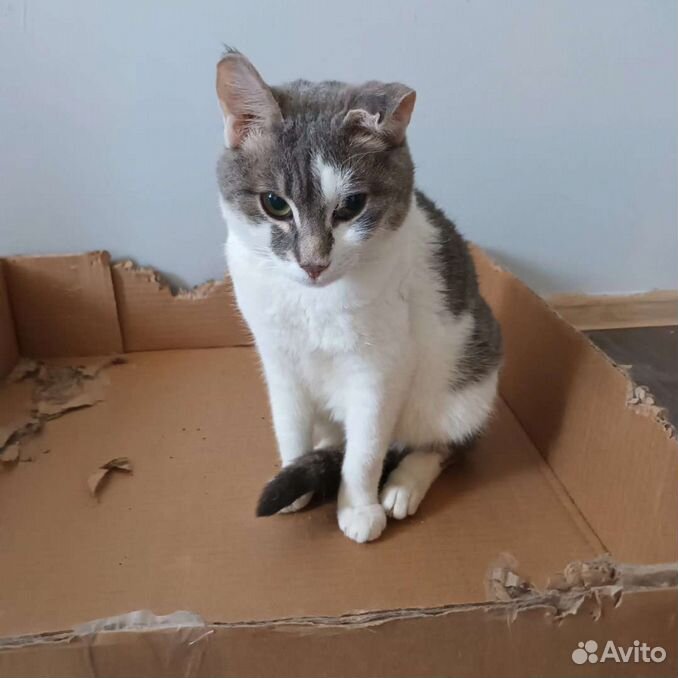 Кошка частично спинальница в добрые руки