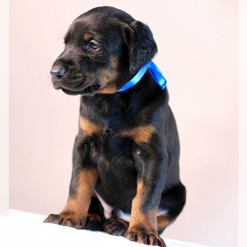 Щенок Добермана