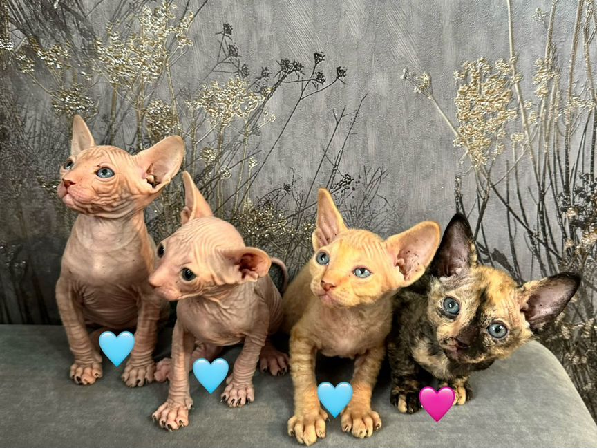 Котята сфинксы 3 мальчика/1 девочка