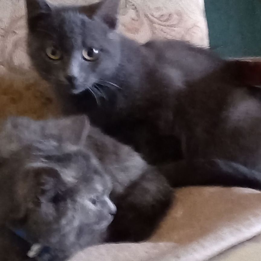 Котята в добрые руки бесплатно