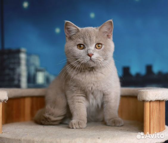 Британский котик фавн