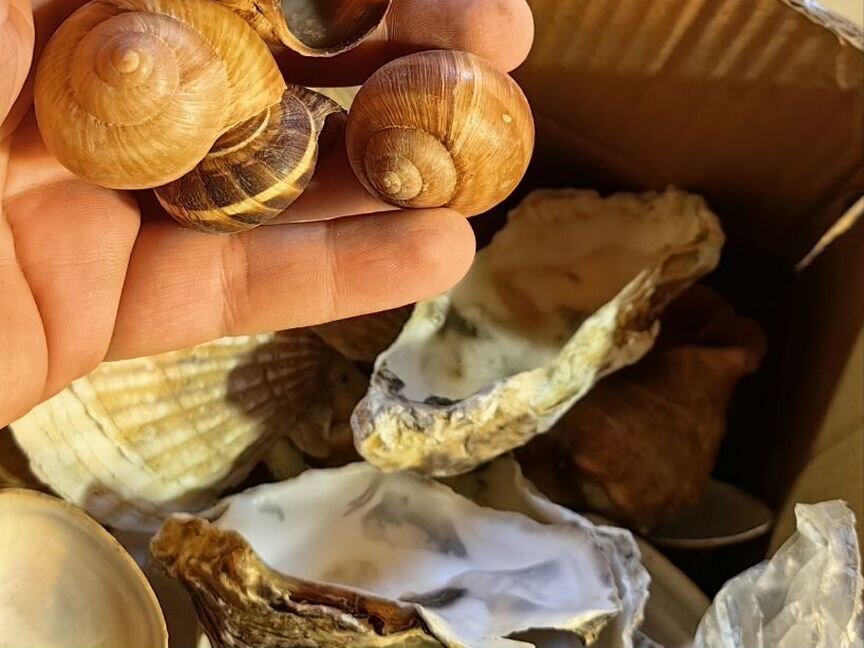 Морские ракушки