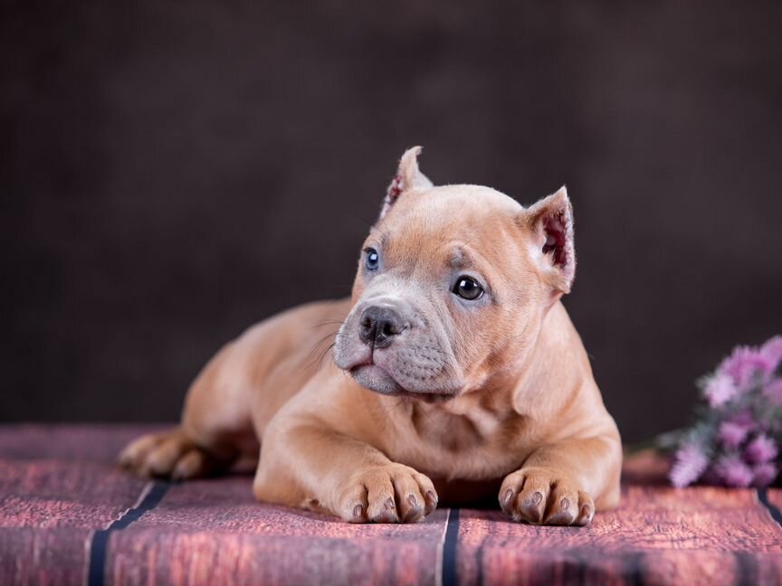 Девочка Американский булли щенок