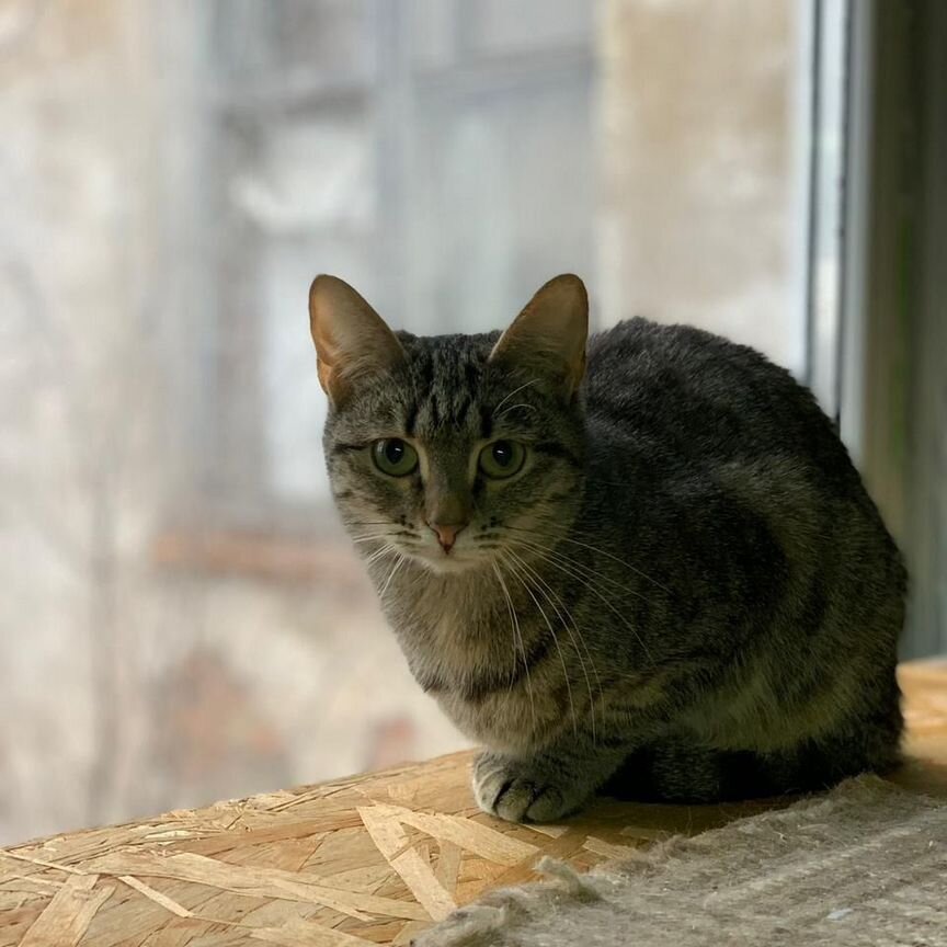Коты и кошки бесплатно