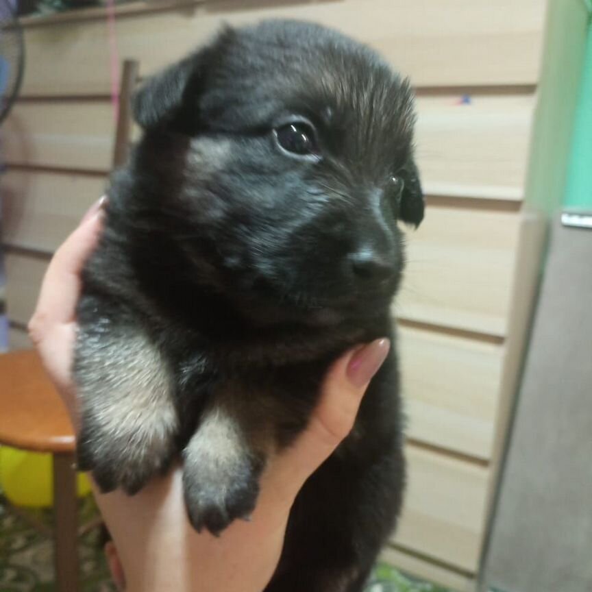 Щенки в добрые руки