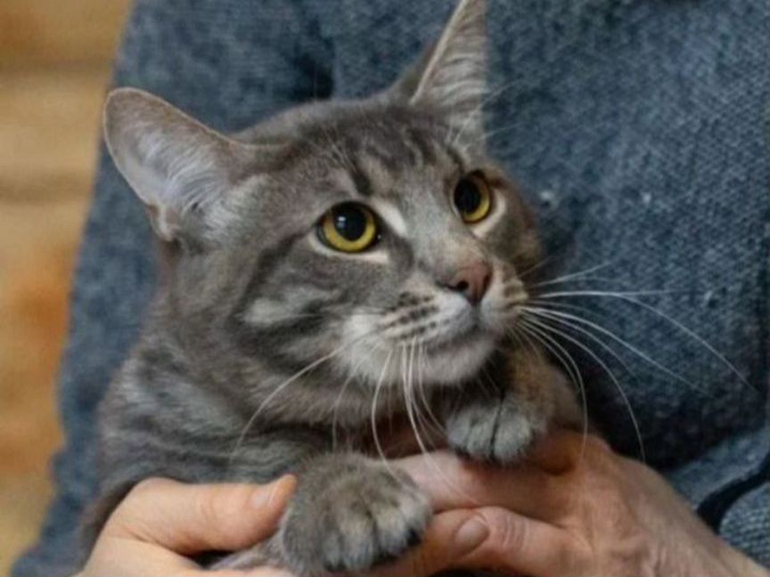 Молодой котик Хоуп ждёт свою семью в приюте