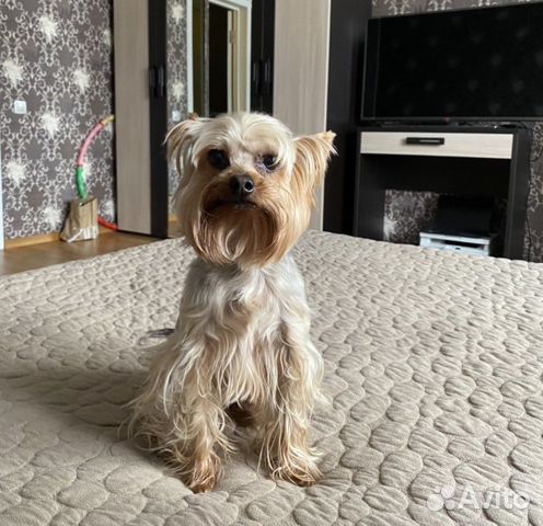 Потерялся мини-йорк