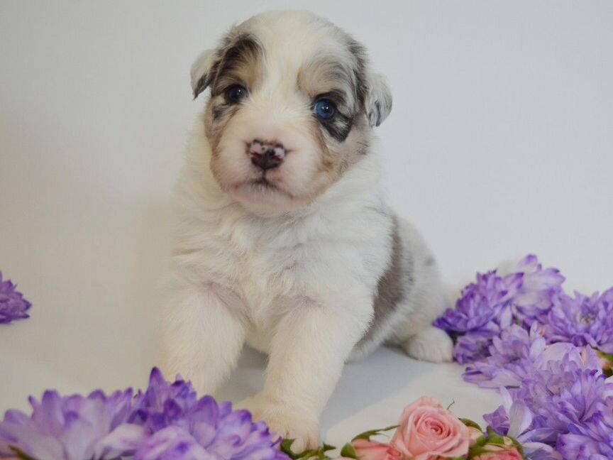 Щенок аусси голубой мрамор, кобель