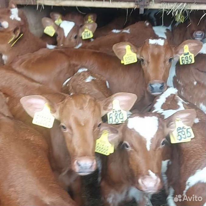 Телята бычки сементалы