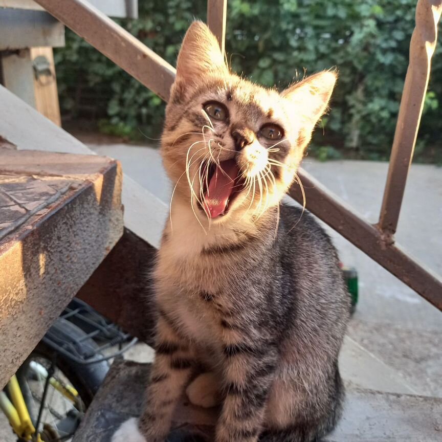 Котята в дар