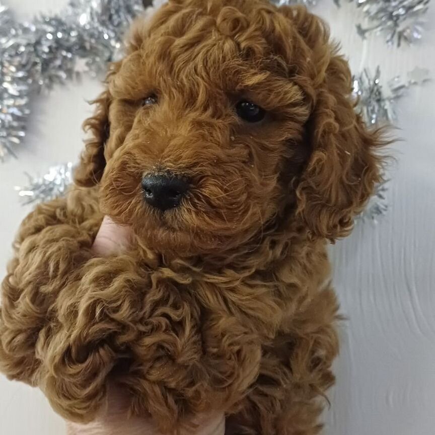 Карликовый пудель мальчик