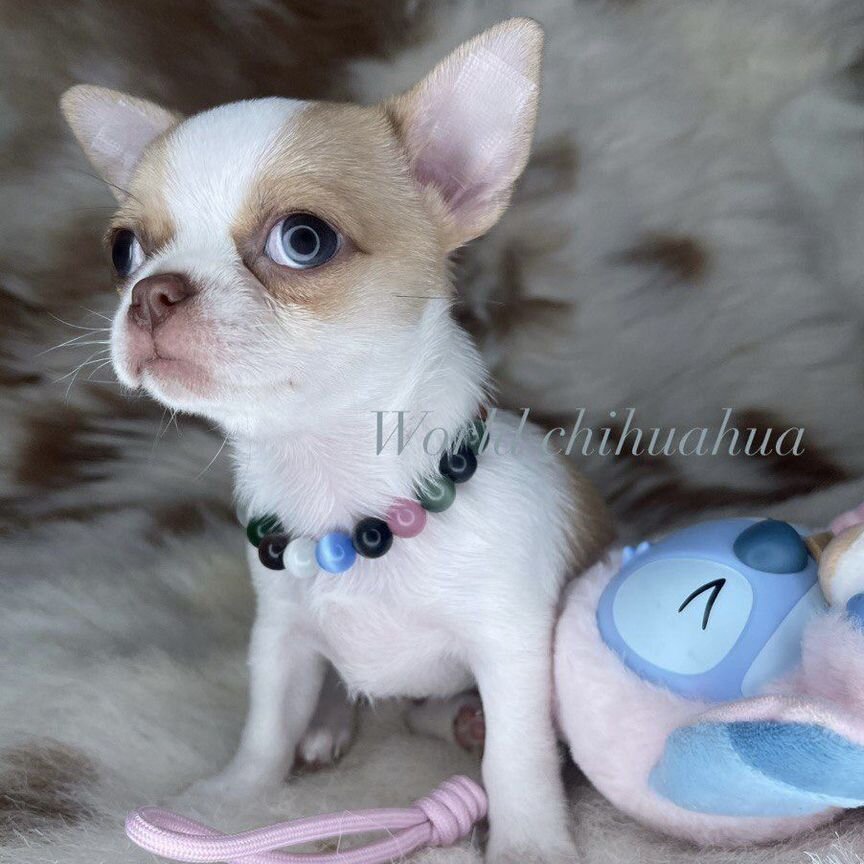 Чихуахуа, щенок