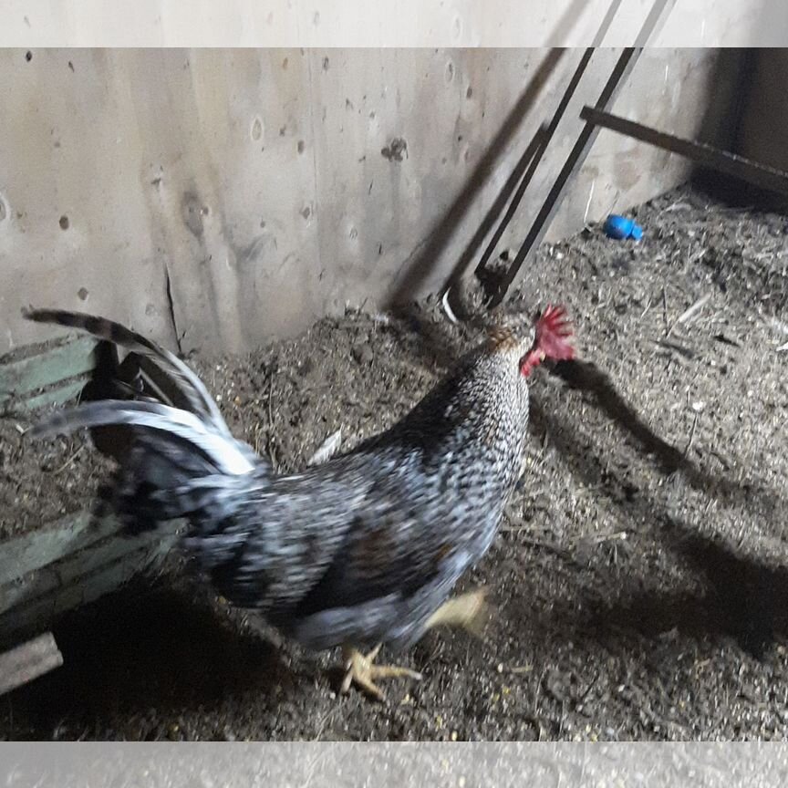 Молодые петухи