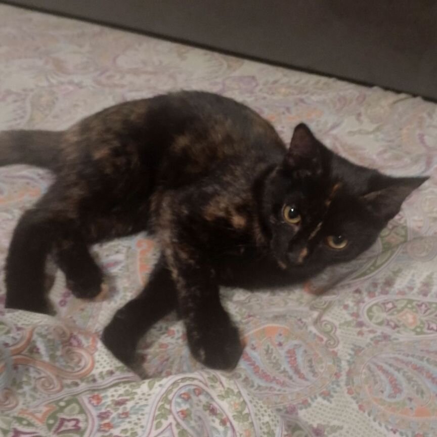 Взрослая, кошка в добрые руки