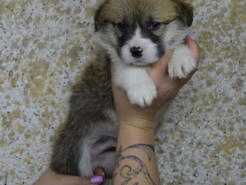 Вельш-корги