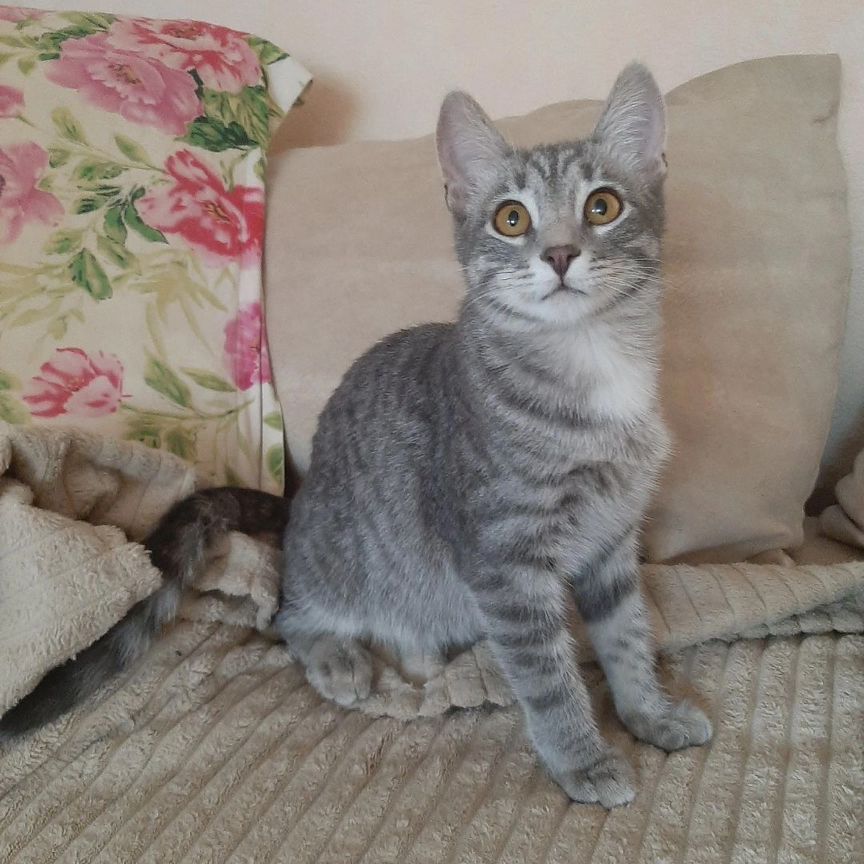 Чудесный котенок ищет дом:)