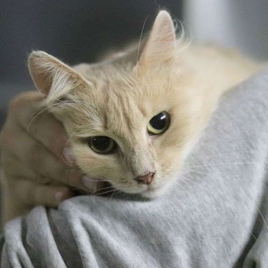 Взрослая, кошка в добрые руки