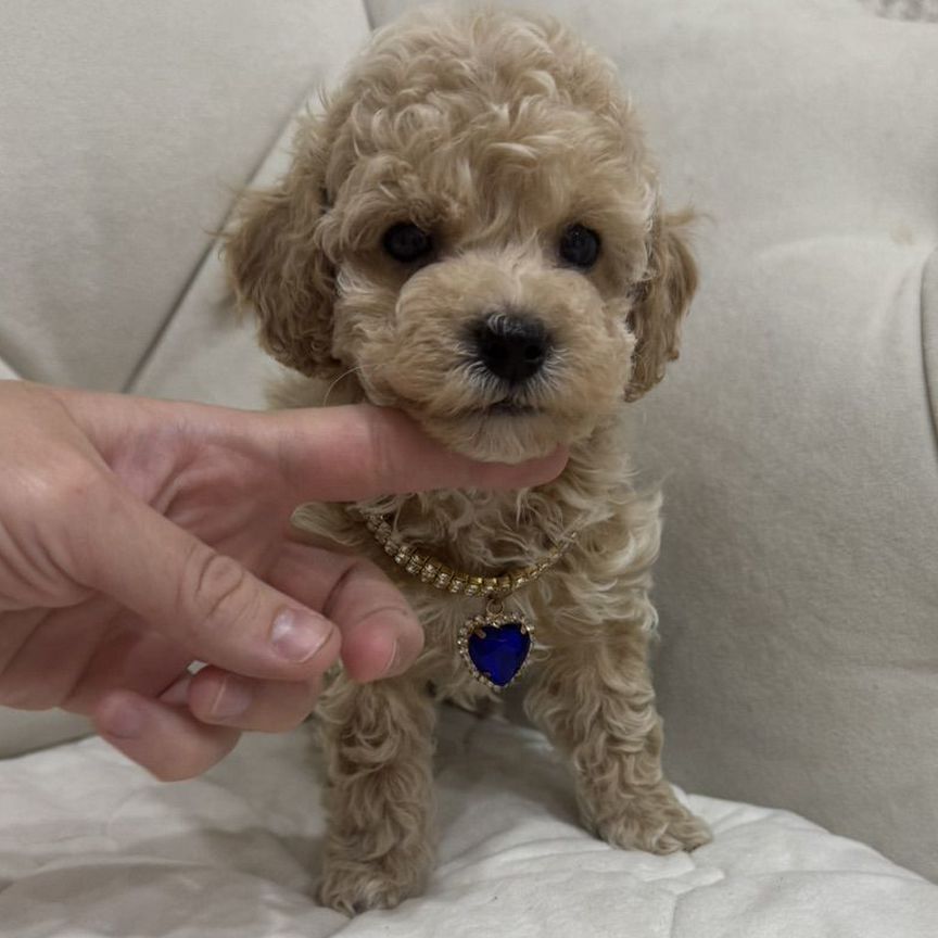 Мальтипу, щенок